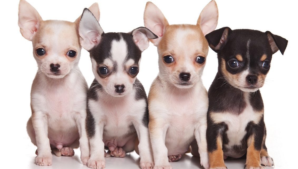 Chiwawa Puppies - Pics & Facts