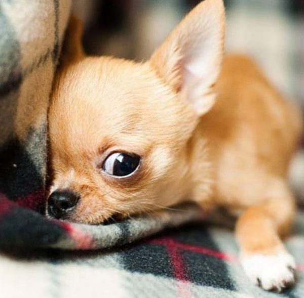 Chihuahua Dog - Chiwawa Dog Information