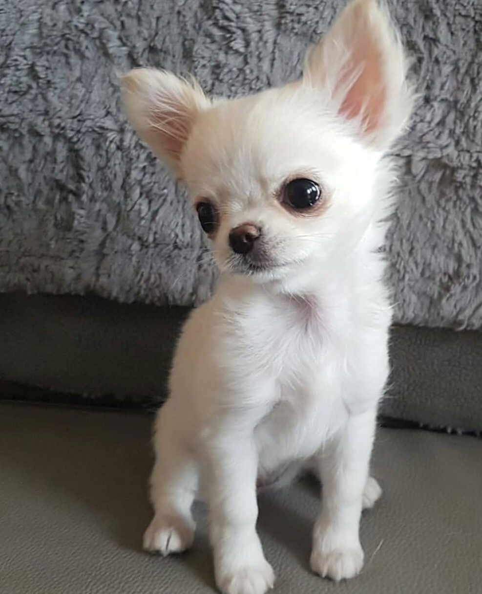 Chihuahua Dog Pictures