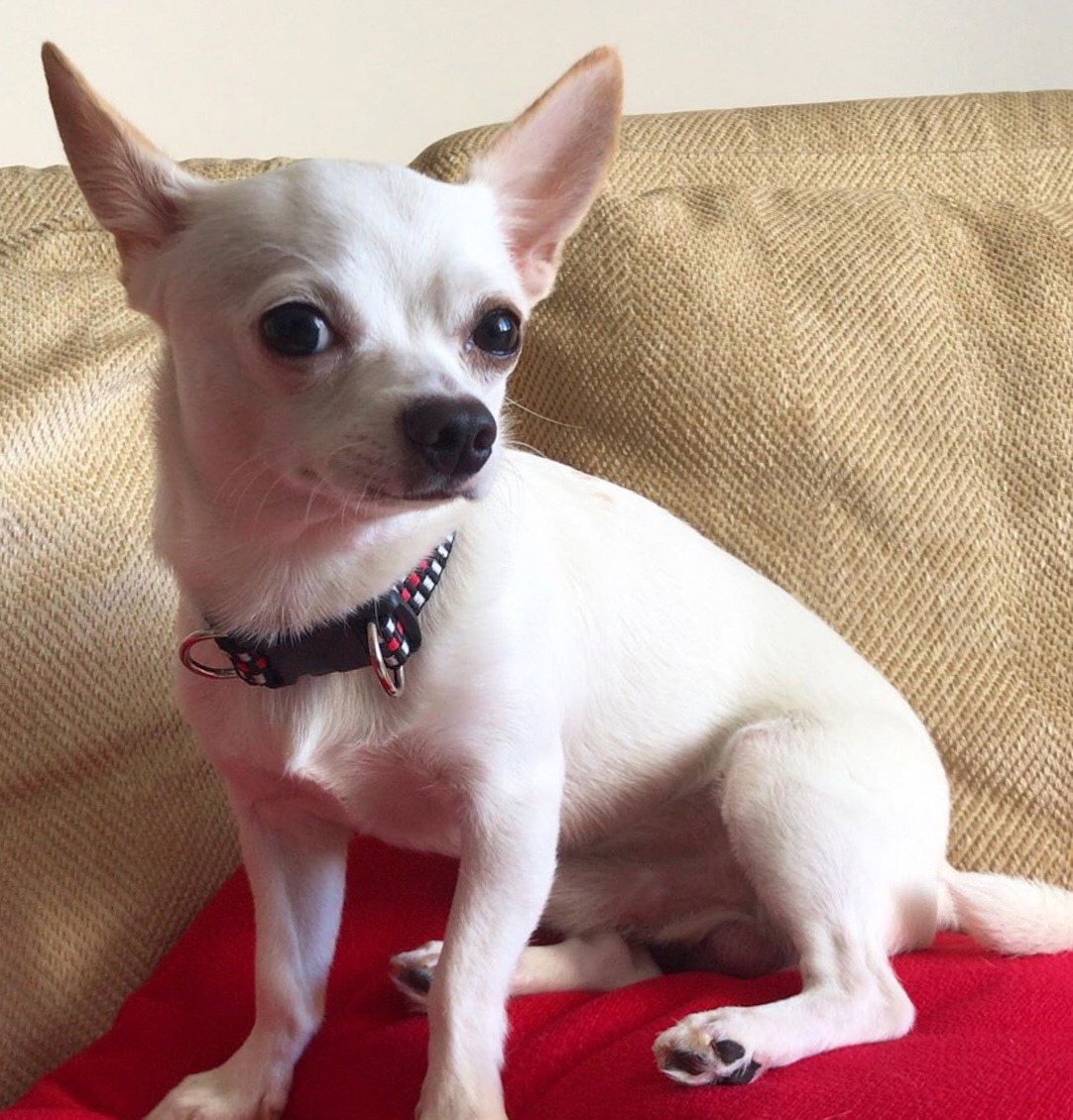 Chihuahua Dog Pictures