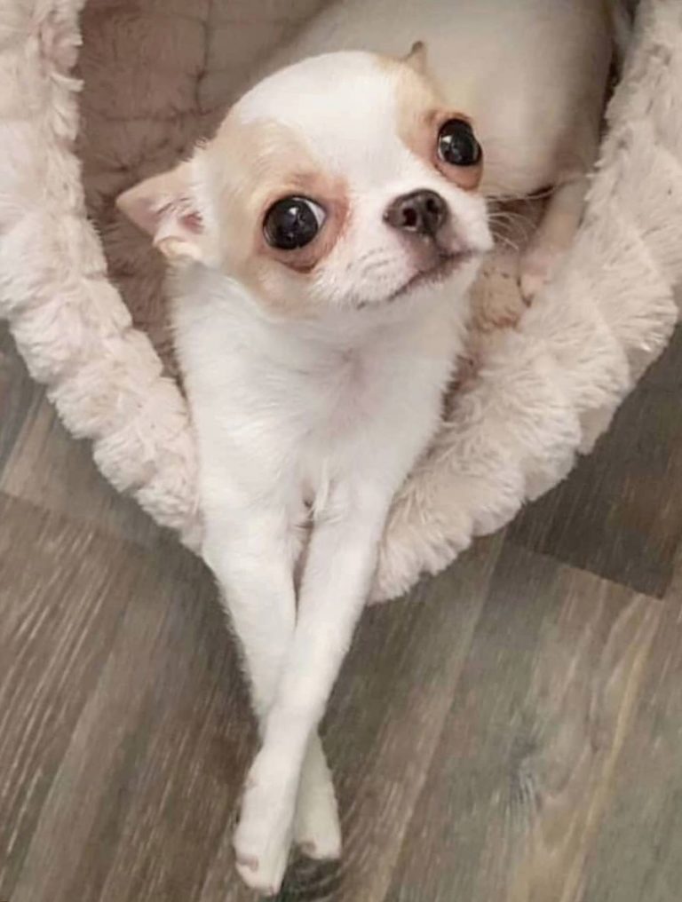 La Chihuahua - Chiwawa Dog