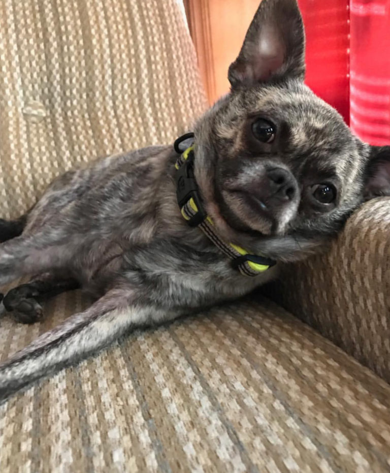 Chihuahua Pug Mix - The Chug - Chiwawa Dog