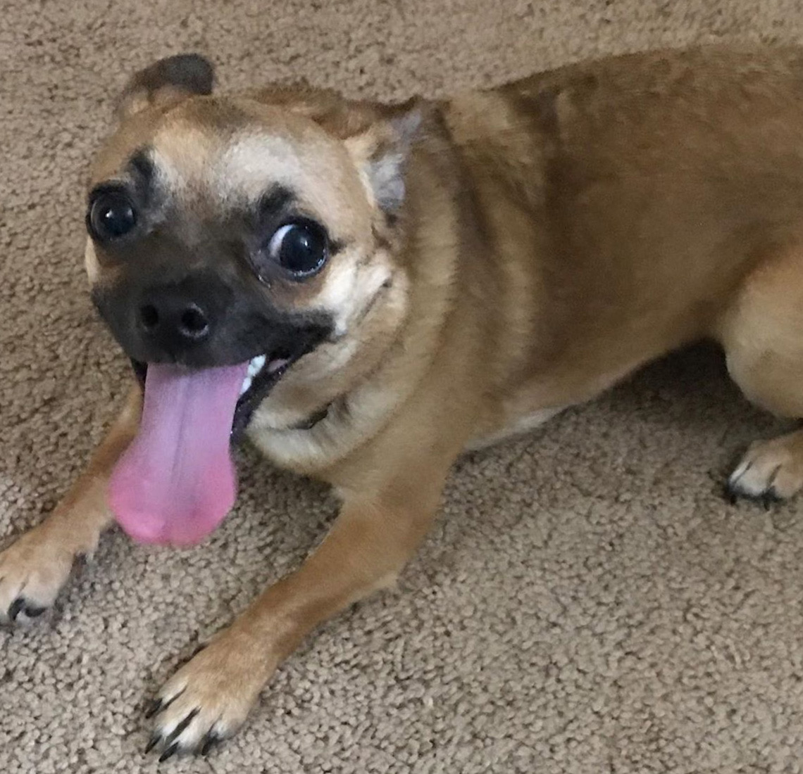 Chihuahua Pug Mix - The Chug - Chiwawa Dog